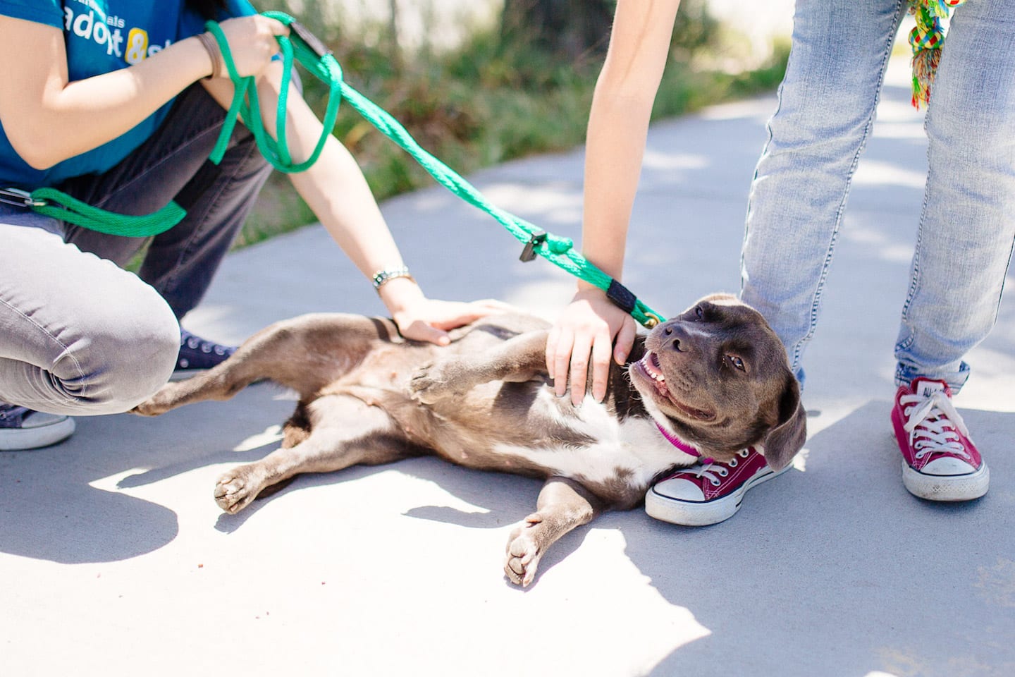 How To Prevent the Volunteer Summer Slump - Michelson Found Animals ...