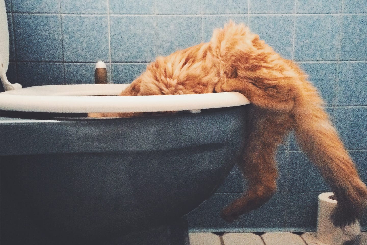 National Answer Your Cat' s Questions Day: A Q&A With a Cat - Michelson ...