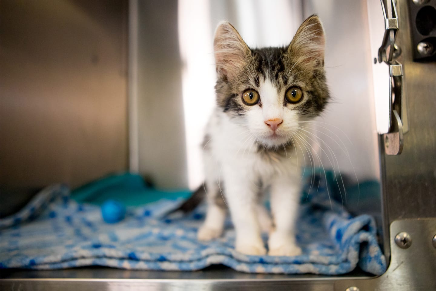 A Day in the Life of Working at an Animal Shelter