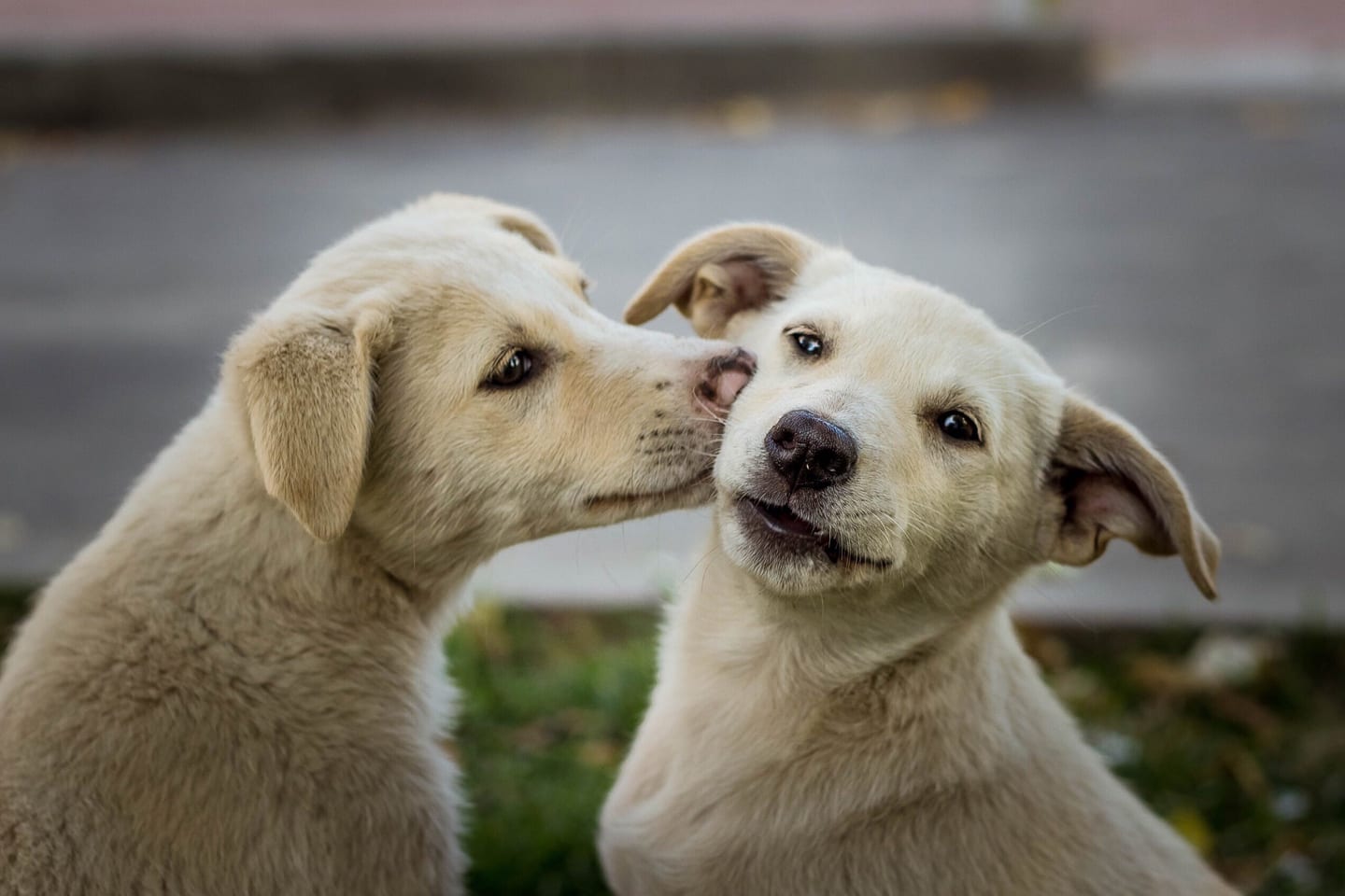 How Ireland Is Fixing Its Stray Dog Epidemic - Michelson Found Animals