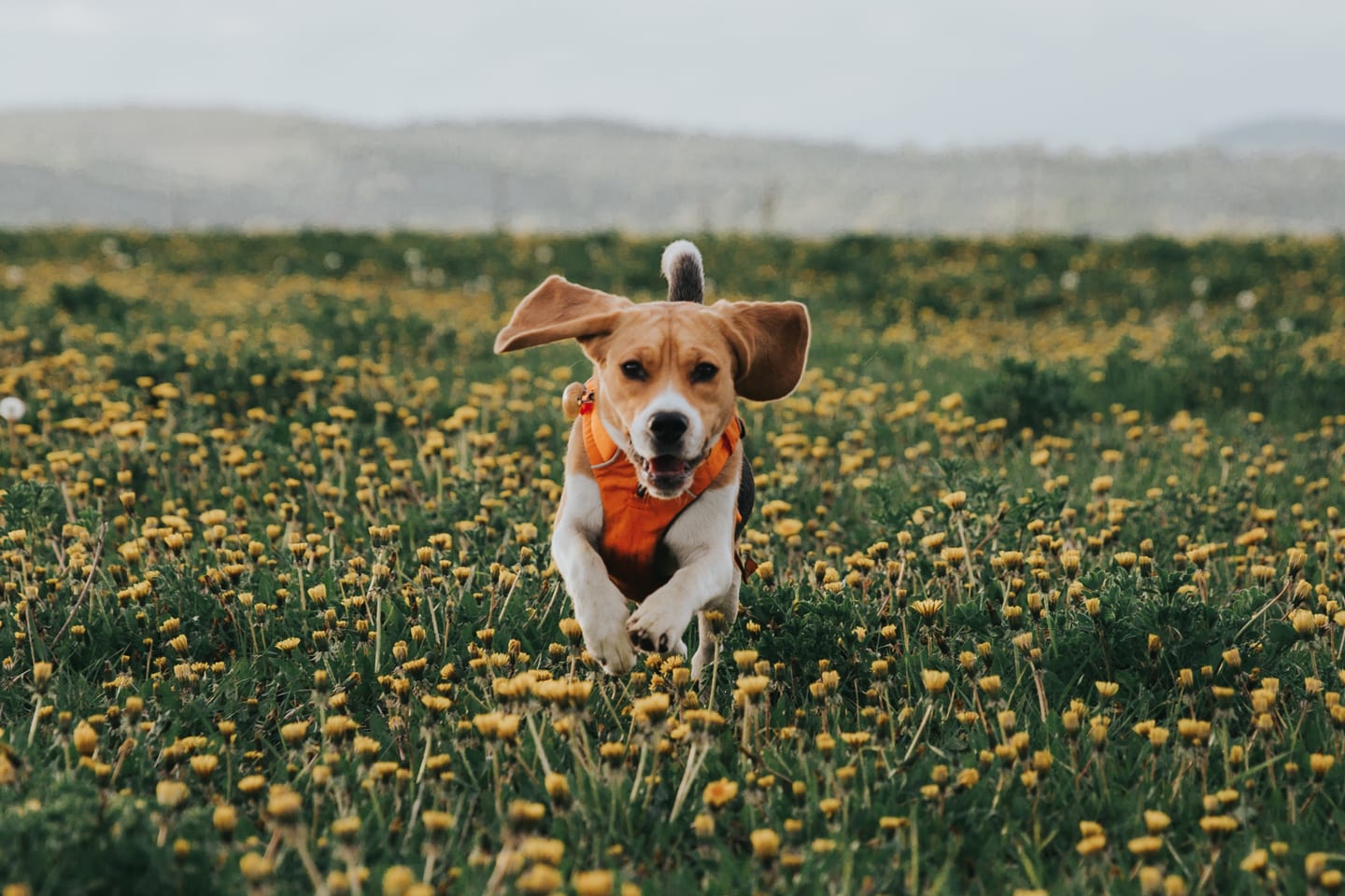 Life Lessons From Our Pets: Part 1 - Michelson Found Animals Foundation