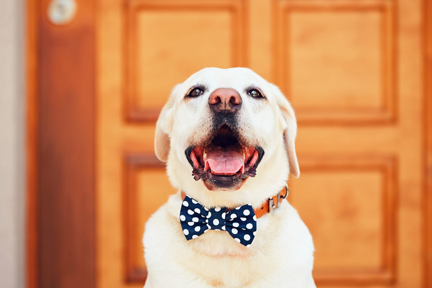 How to Prepare for Your New Dog' s First Few Days - Michelson Found ...