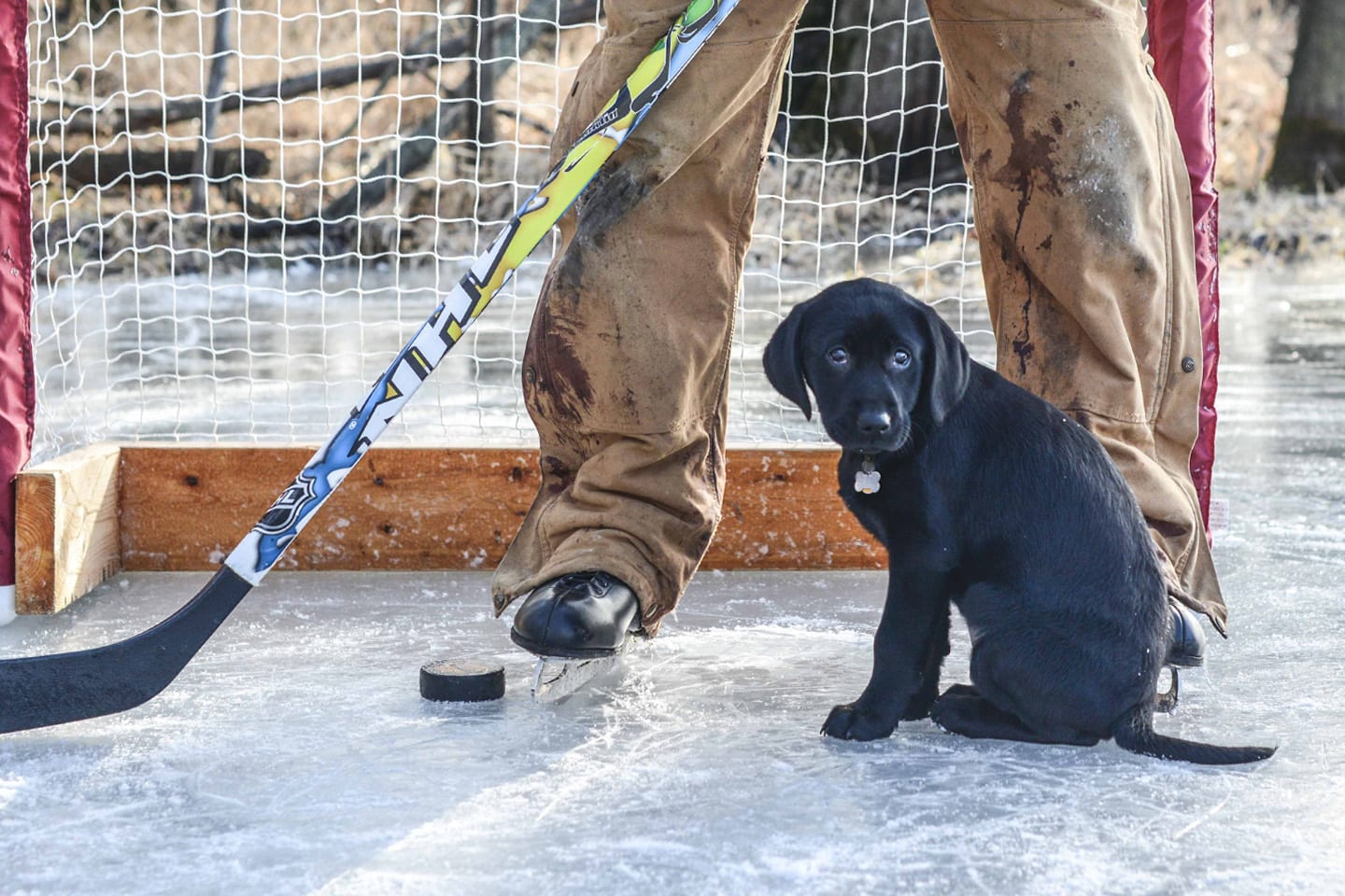 Olympians Who Love Their Pets as Much as Sports - Michelson Found ...