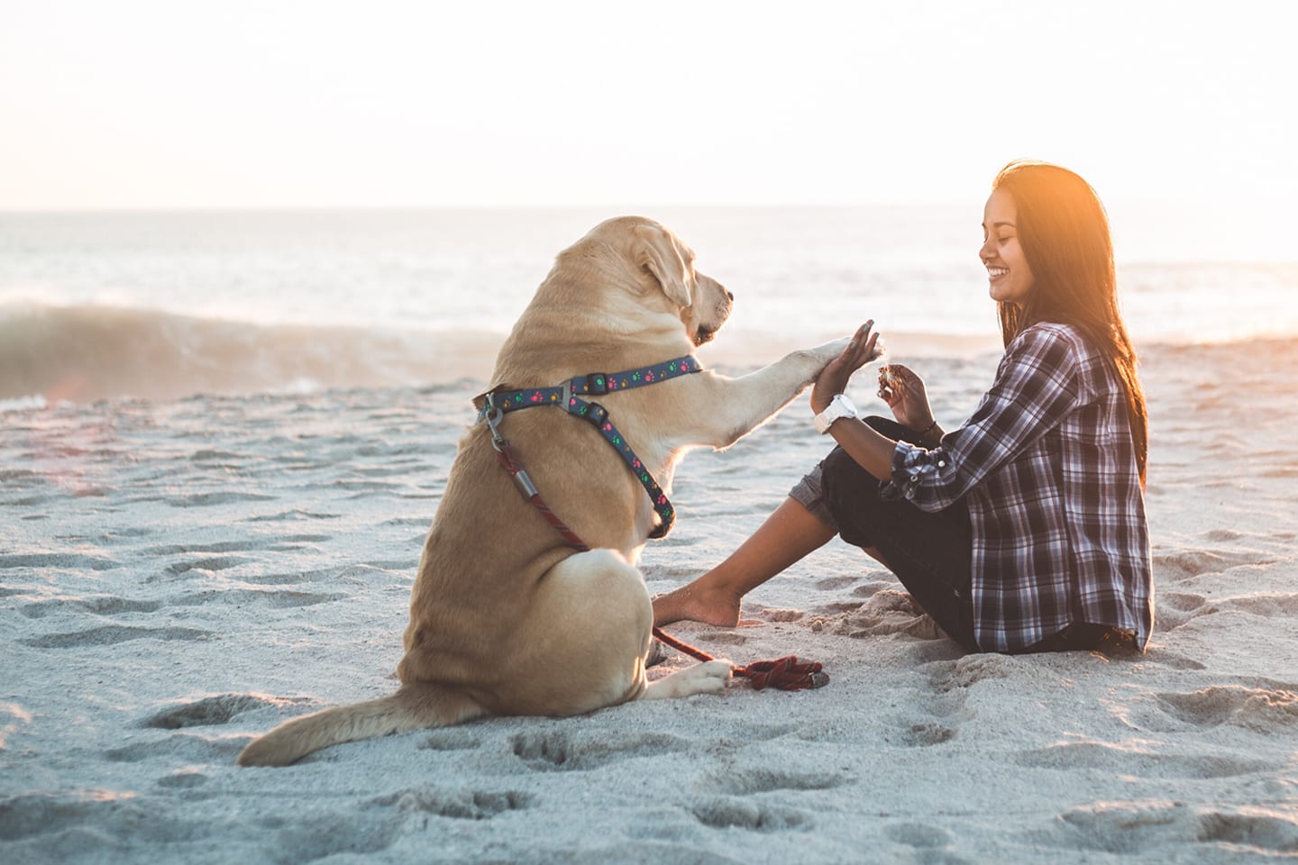 Personalize a Perfect Date With Your Pet - Michelson Found Animals ...