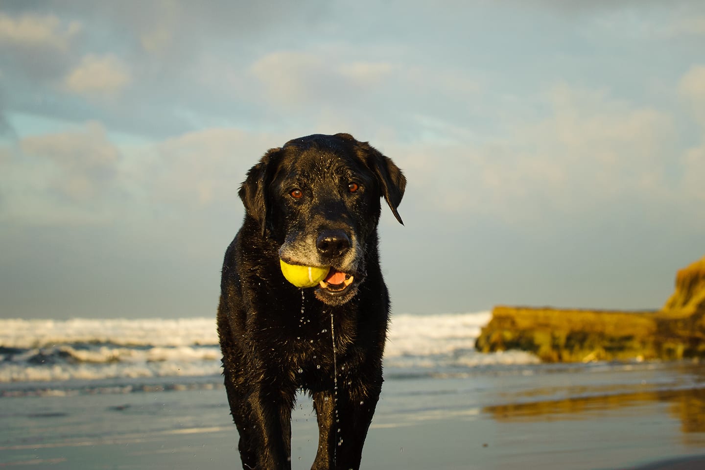 Senior Pet Care: Extending Your Pet' s Lifespan - Michelson Found ...