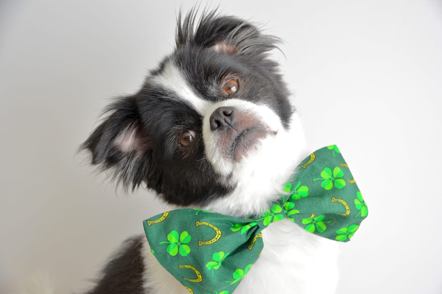 Pet Gear for St. Patrick' s Day - Michelson Found Animals Foundation