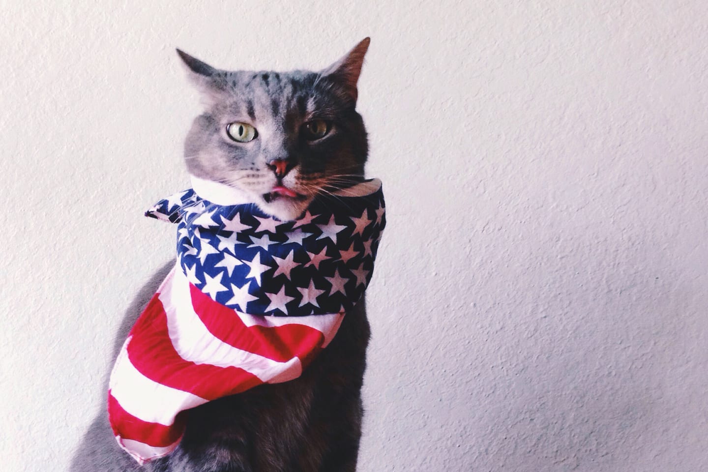 Smells Like Team Spirit: Team USA Gear for You and Your Pet - Michelson ...