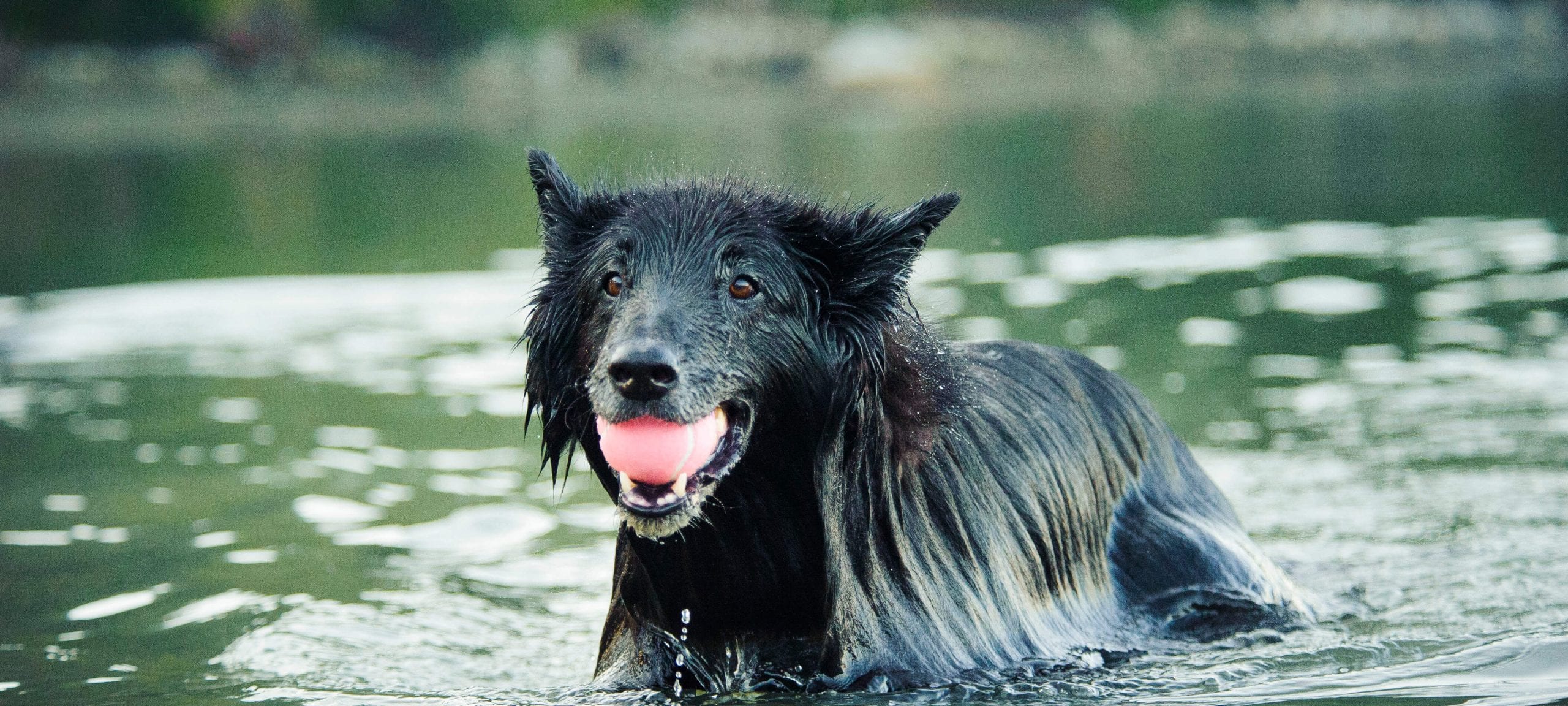 What You Need to Know About Toxic Blue-Green Algae and Pets - Michelson ...