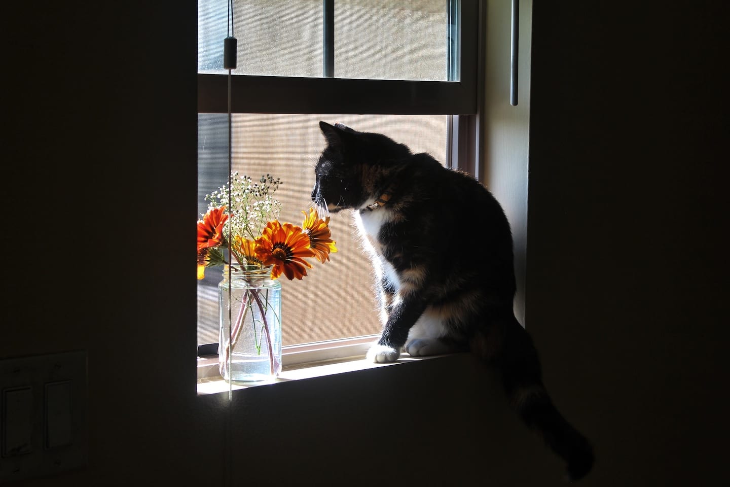 Keeping Your Cat Safe: Common Household Hazards - Michelson Found ...