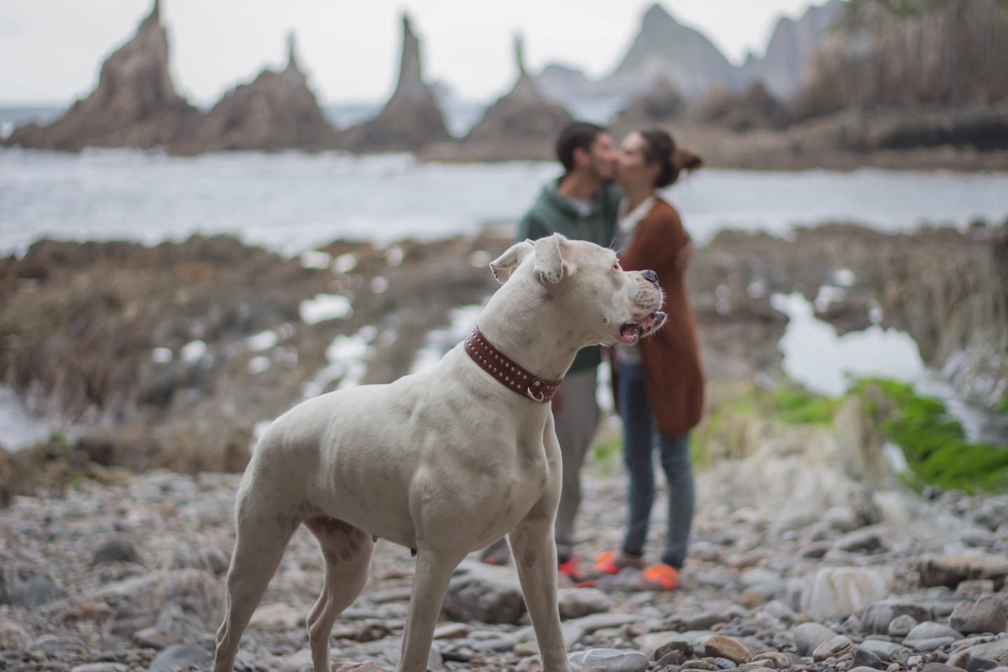 Scoring a Hot Date and Other Dating Tips for Pet Lovers - Michelson ...