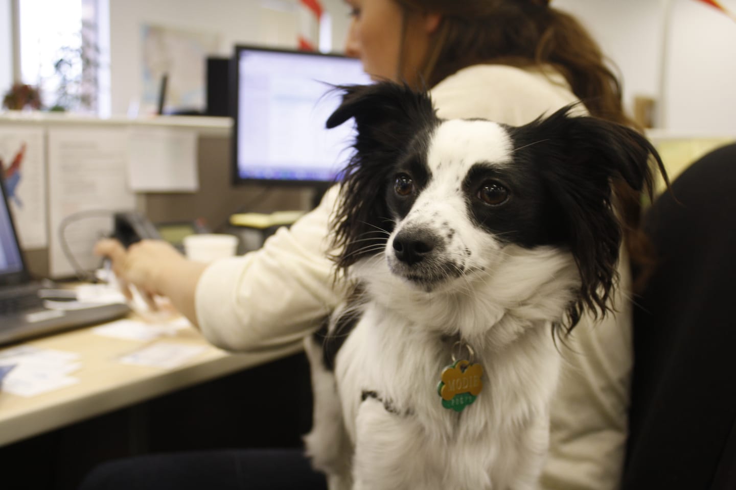 Proper Office Dog Etiquette - Michelson Found Animals Foundation | Pet ...
