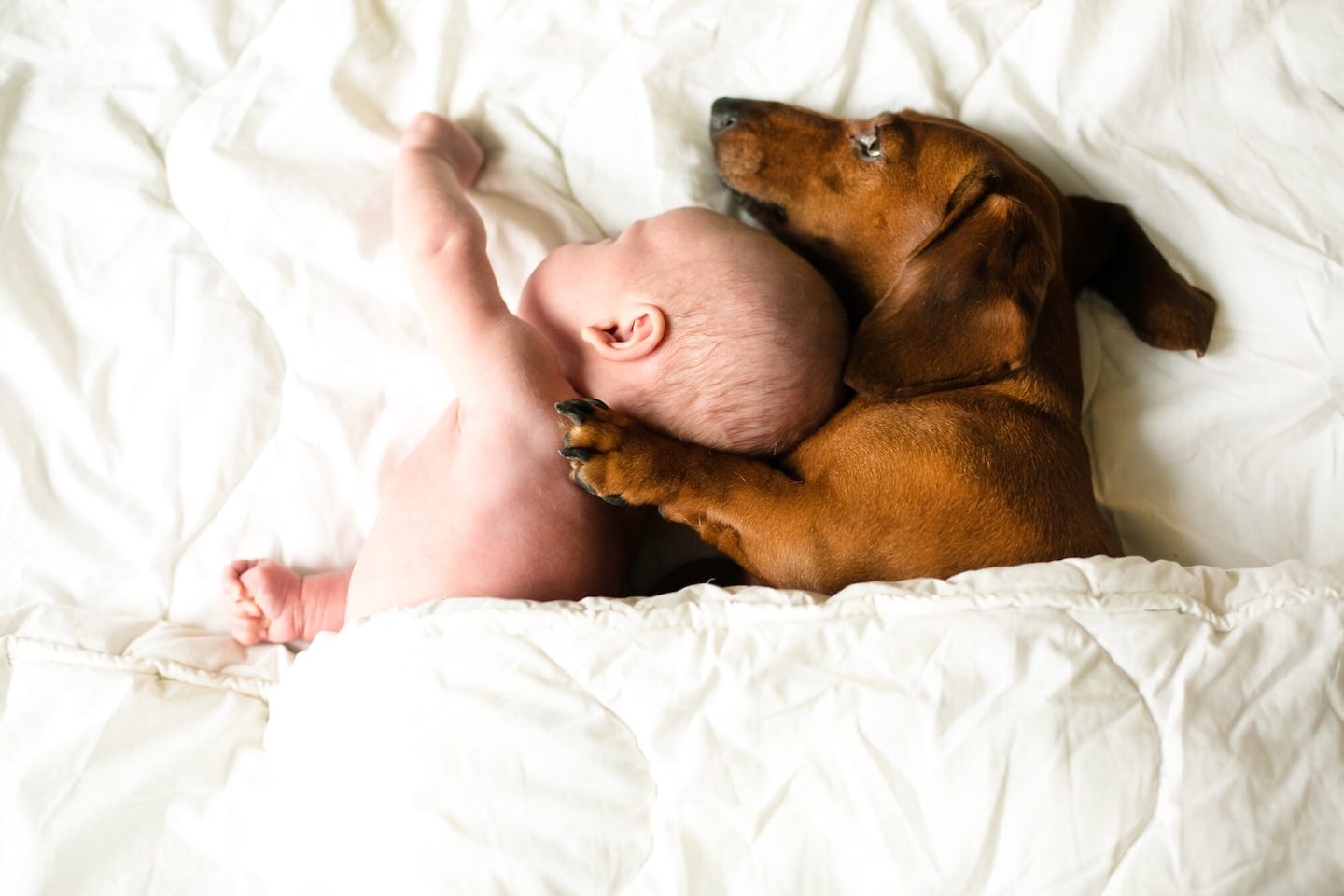 How to Safely Introduce Dogs and Babies - Michelson Found Animals ...