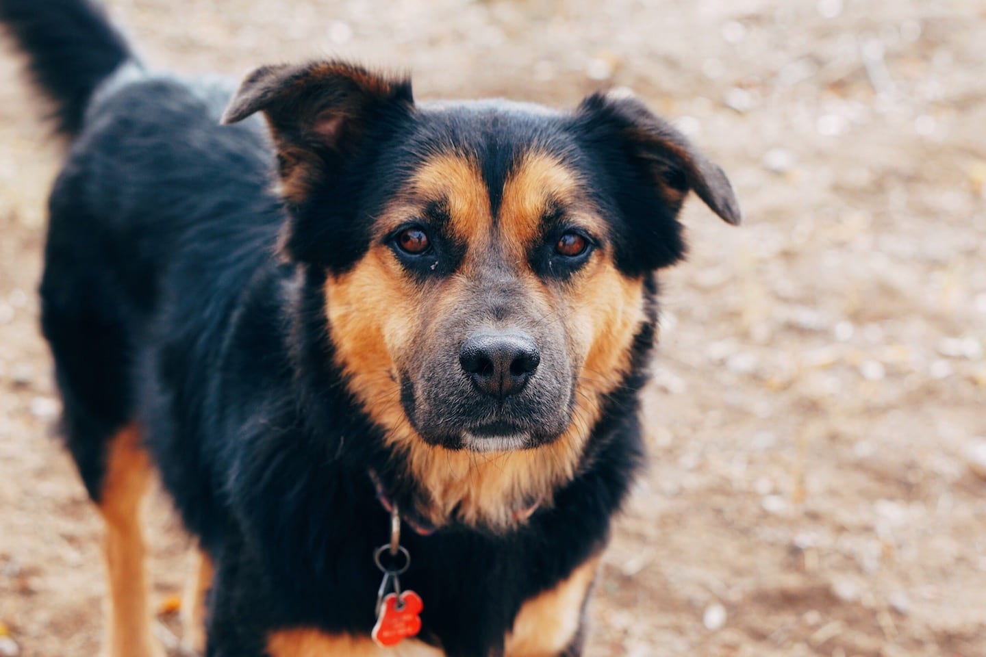 Can You Return A Dog To A Breeder