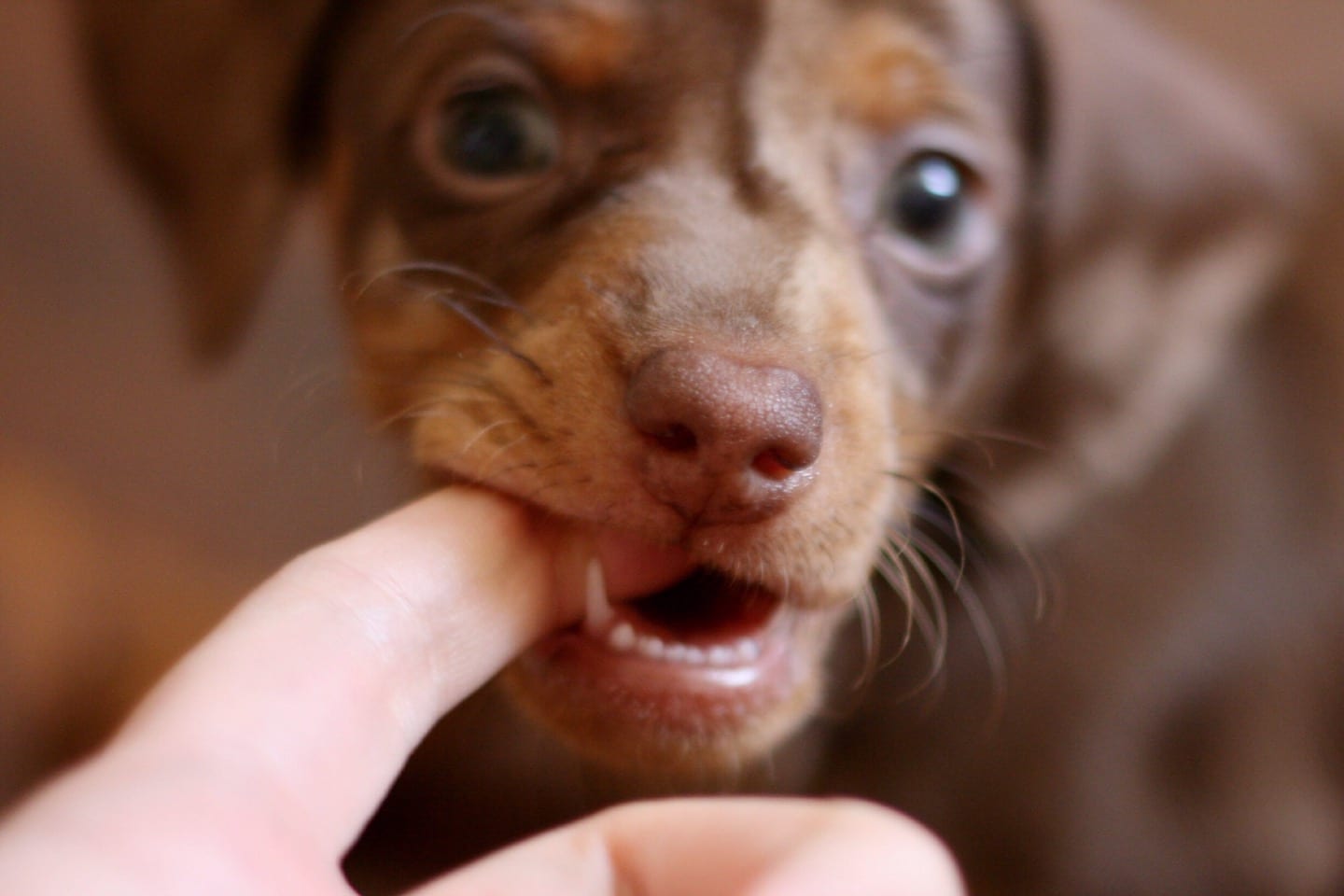 Puppy Training: How to Stop Puppy Biting - Michelson Found Animals ...