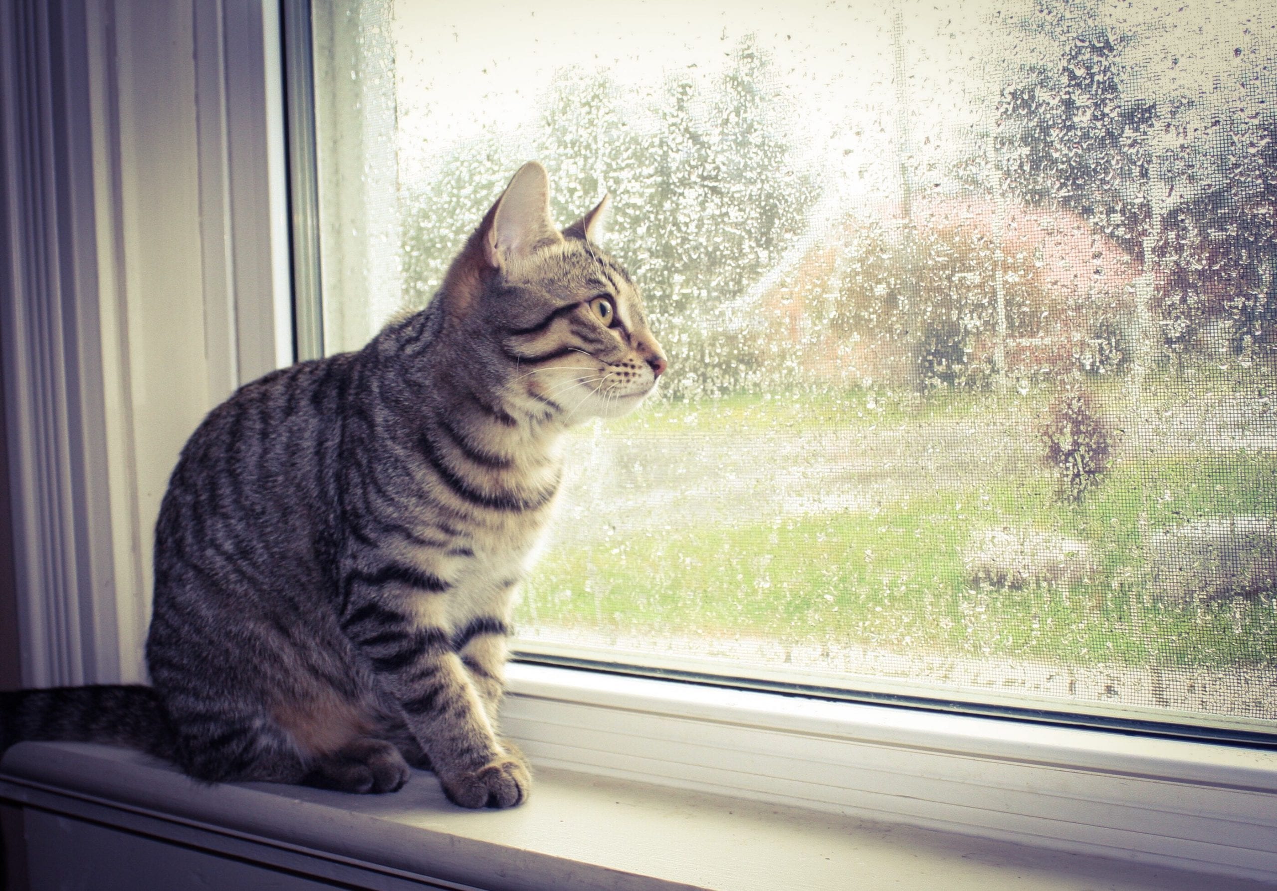 Tips On Protecting Pets From Flooding - Michelson Found Animals Foundation