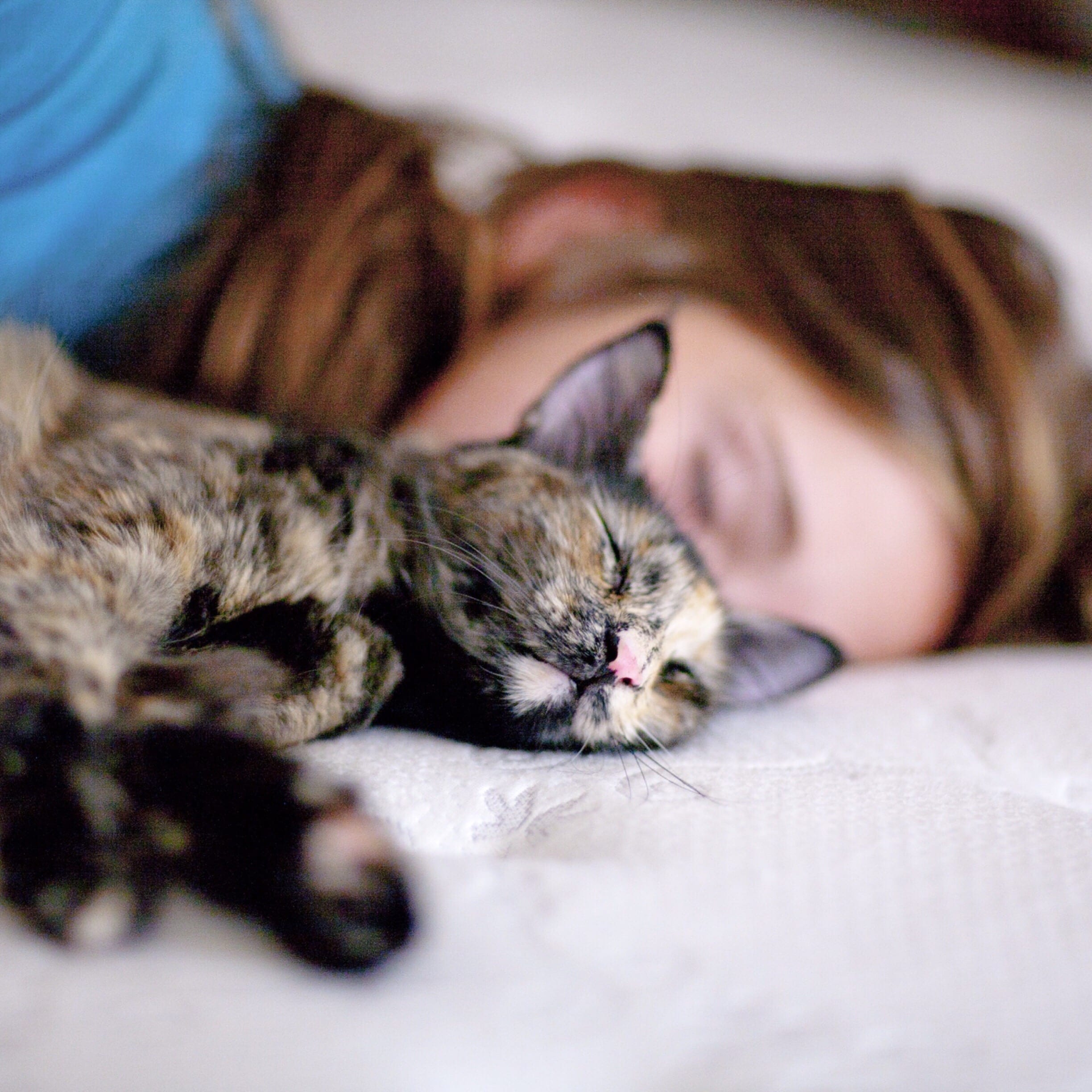 Adopt a New Pet: Microchip Tips