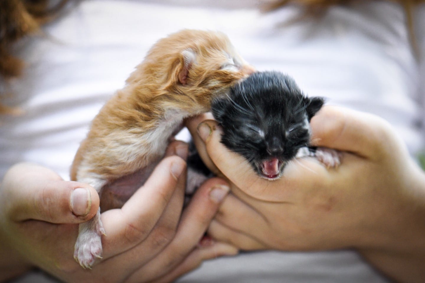 Thinking About Fostering an Animal? Here's What to Expect - Michelson ...