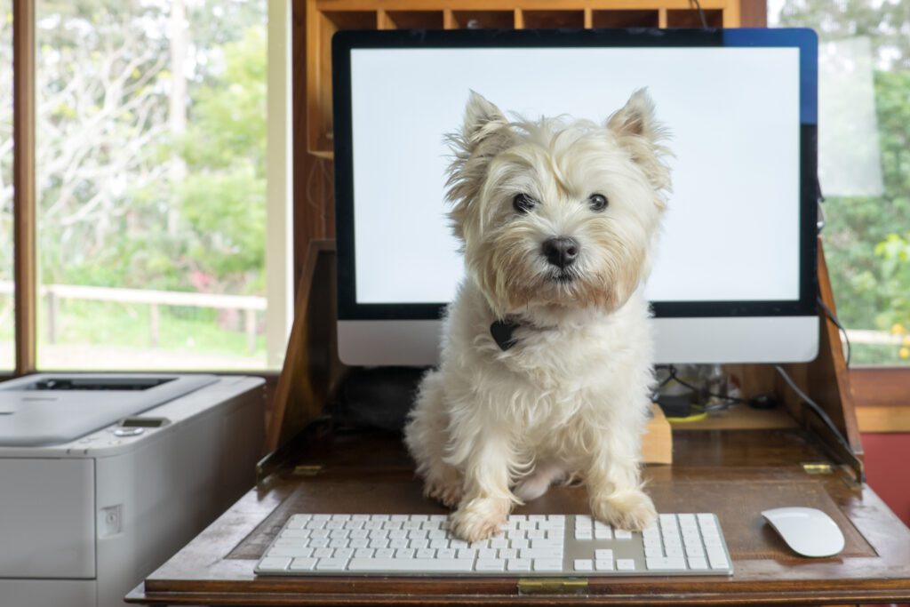 Newsletter Signup - Michelson Found Animals