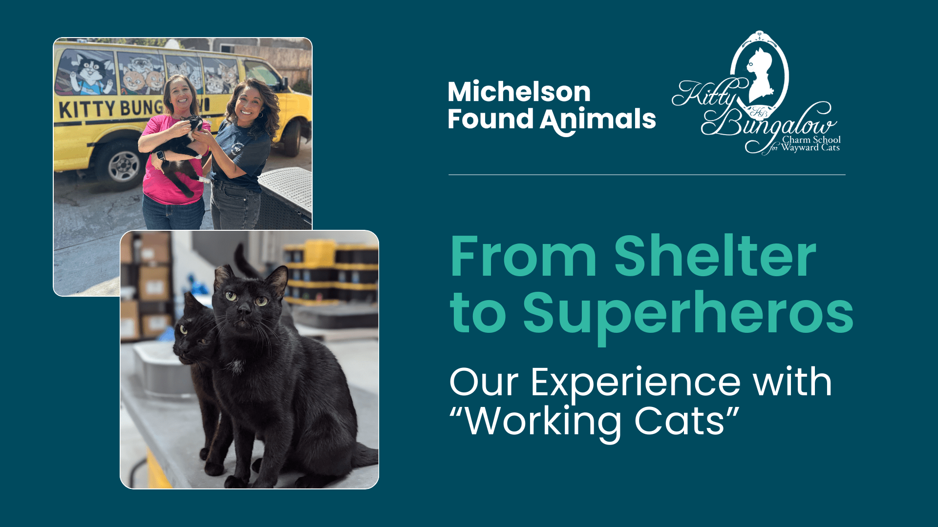 From Shelter to Superheros: Our Experience with “Working Cats ...