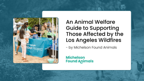 Using the AAHA Universal Pet Microchip Lookup Tool